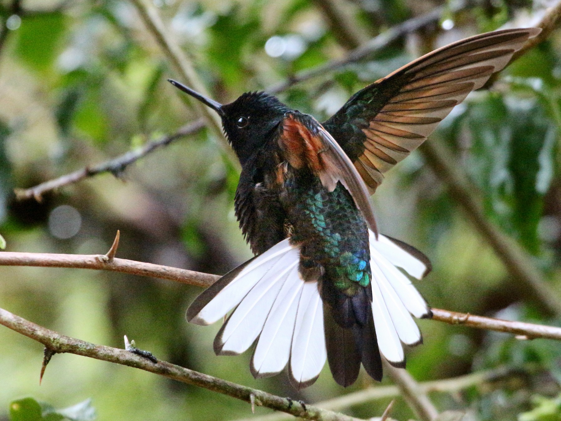 Velvet-purple Coronet - eBird
