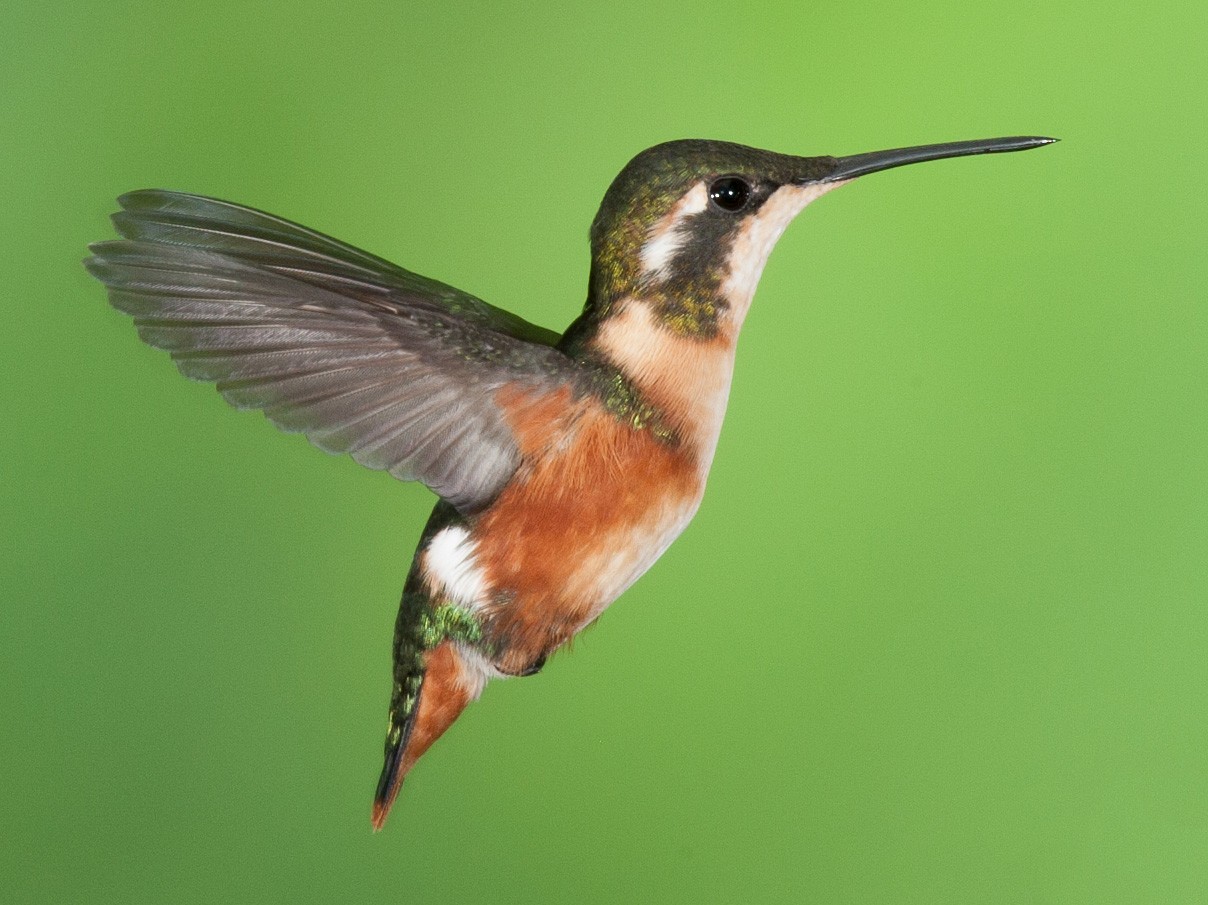 Gorgeted Woodstar - eBird