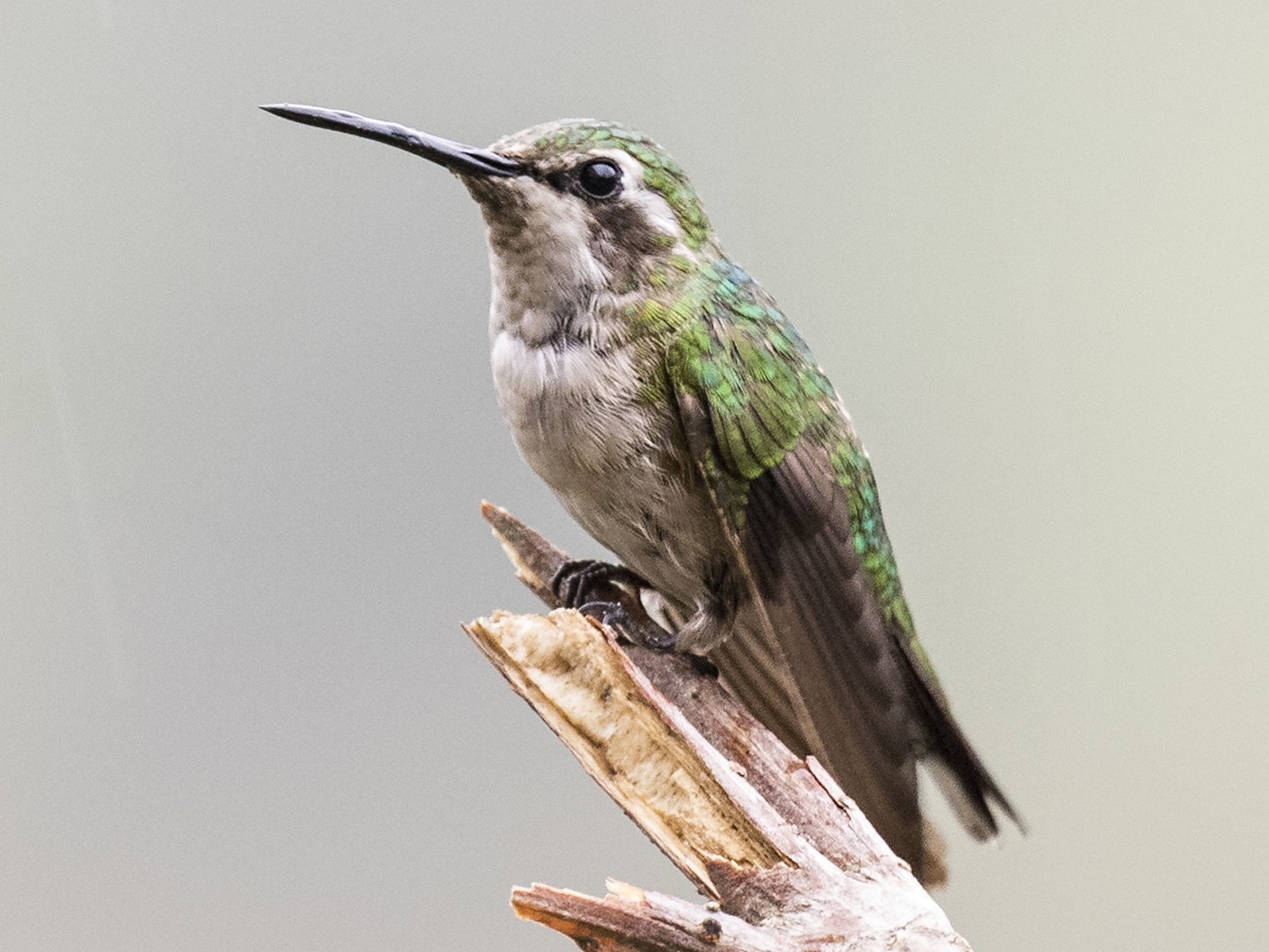 Short-tailed Emerald - eBird