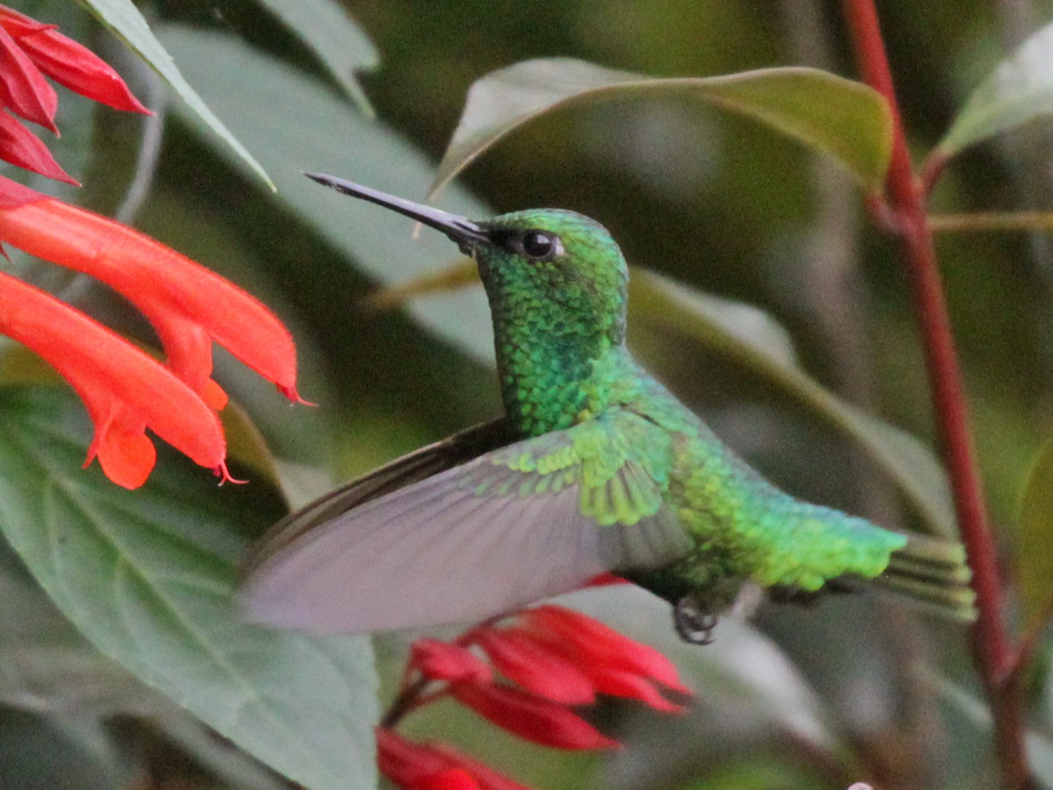 Short-tailed Emerald - eBird