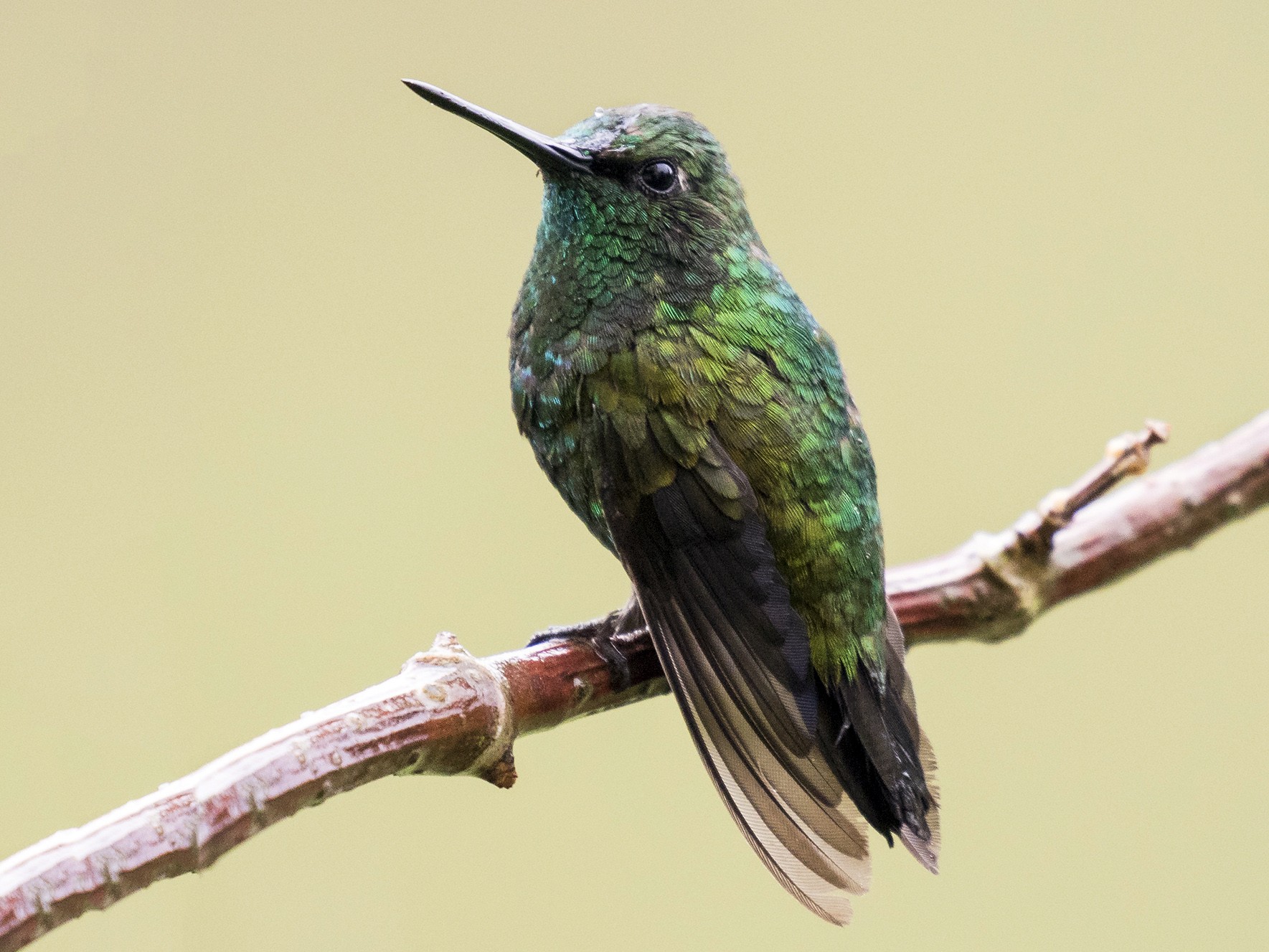 Short-tailed Emerald - eBird