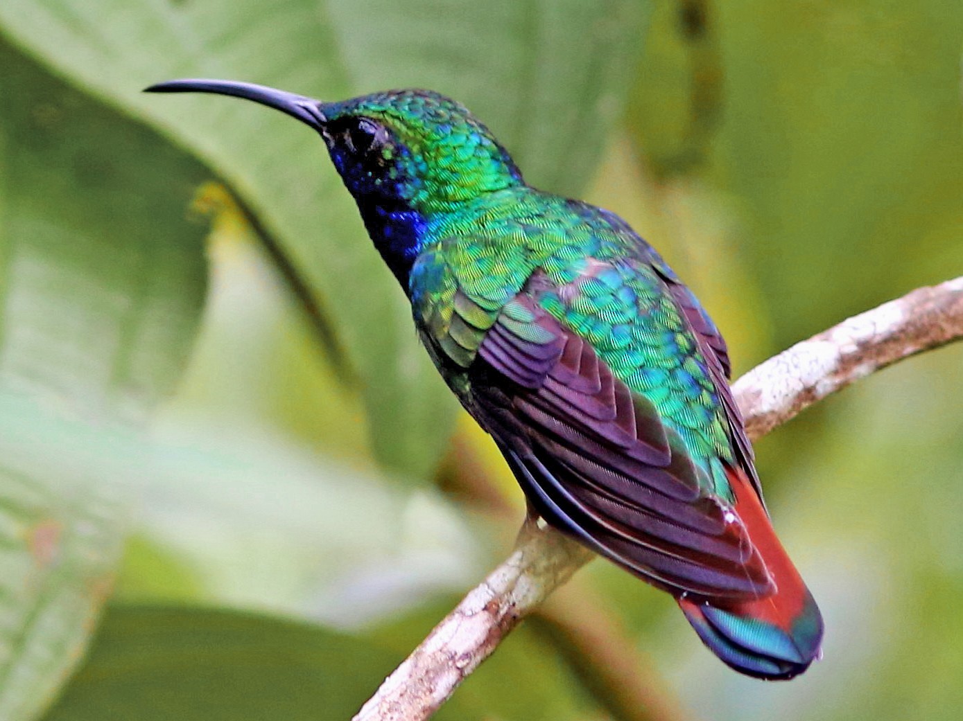 Lazuline Sabrewing - eBird
