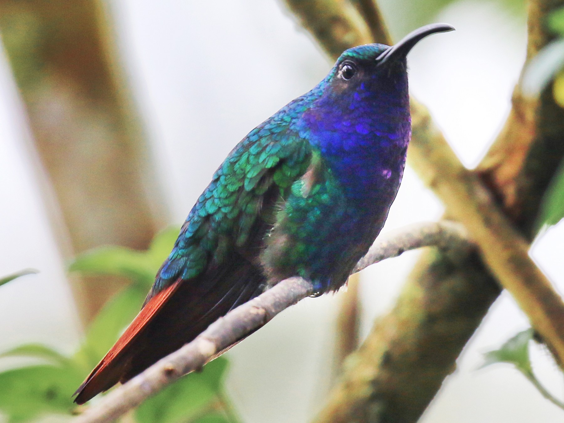 Lazuline Sabrewing - eBird