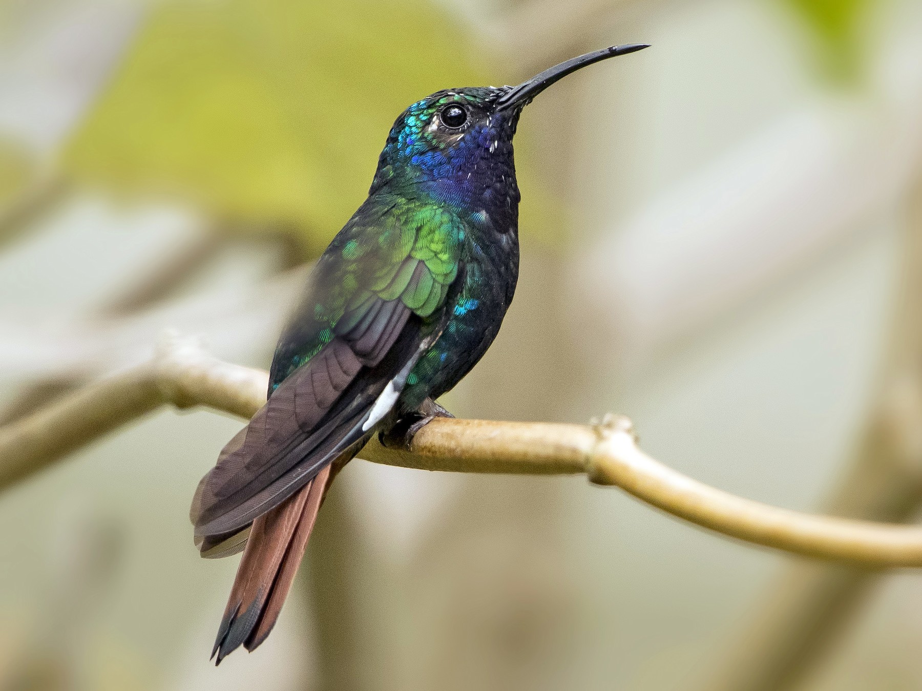 Lazuline Sabrewing - eBird