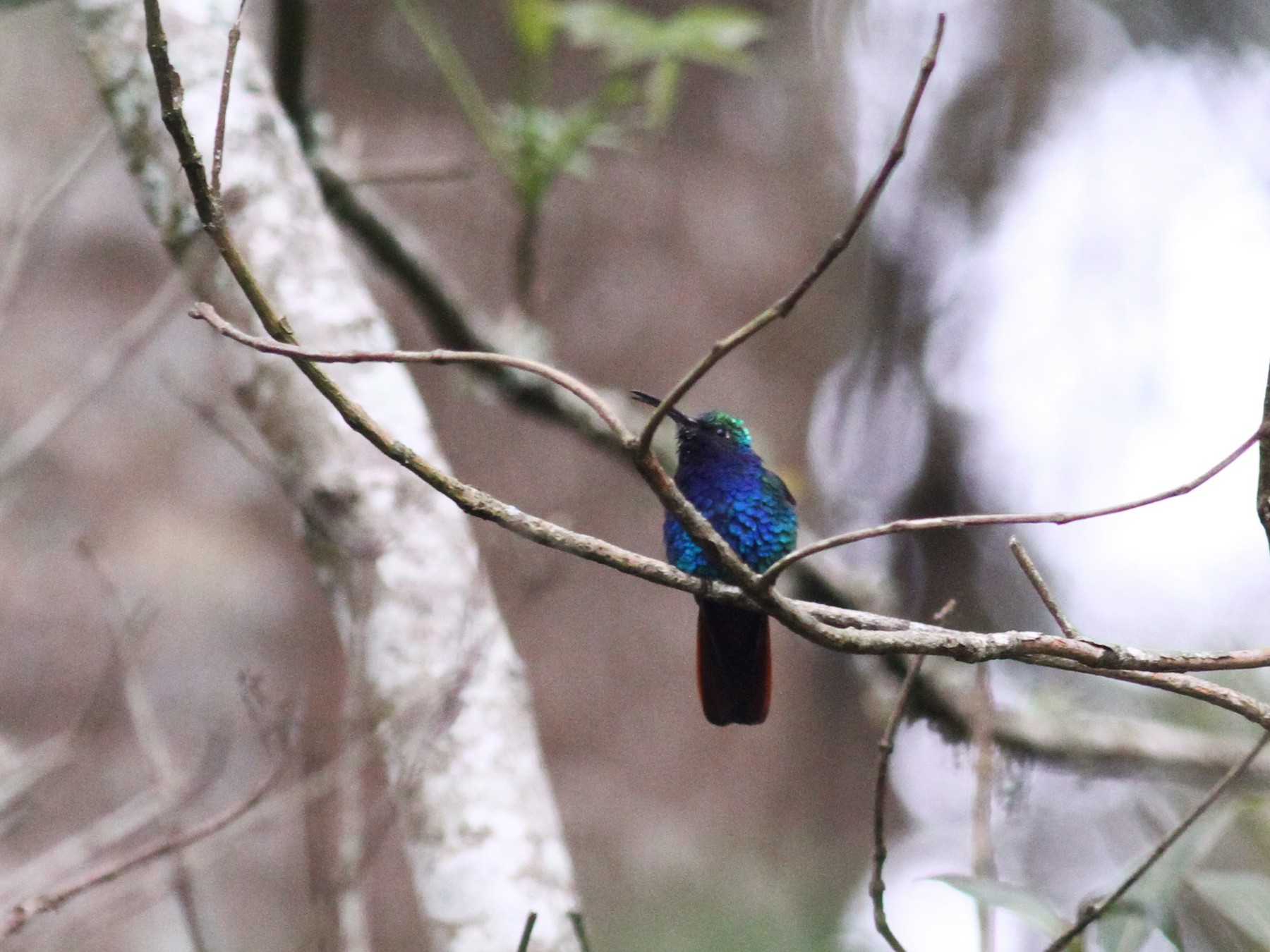 Lazuline Sabrewing - eBird