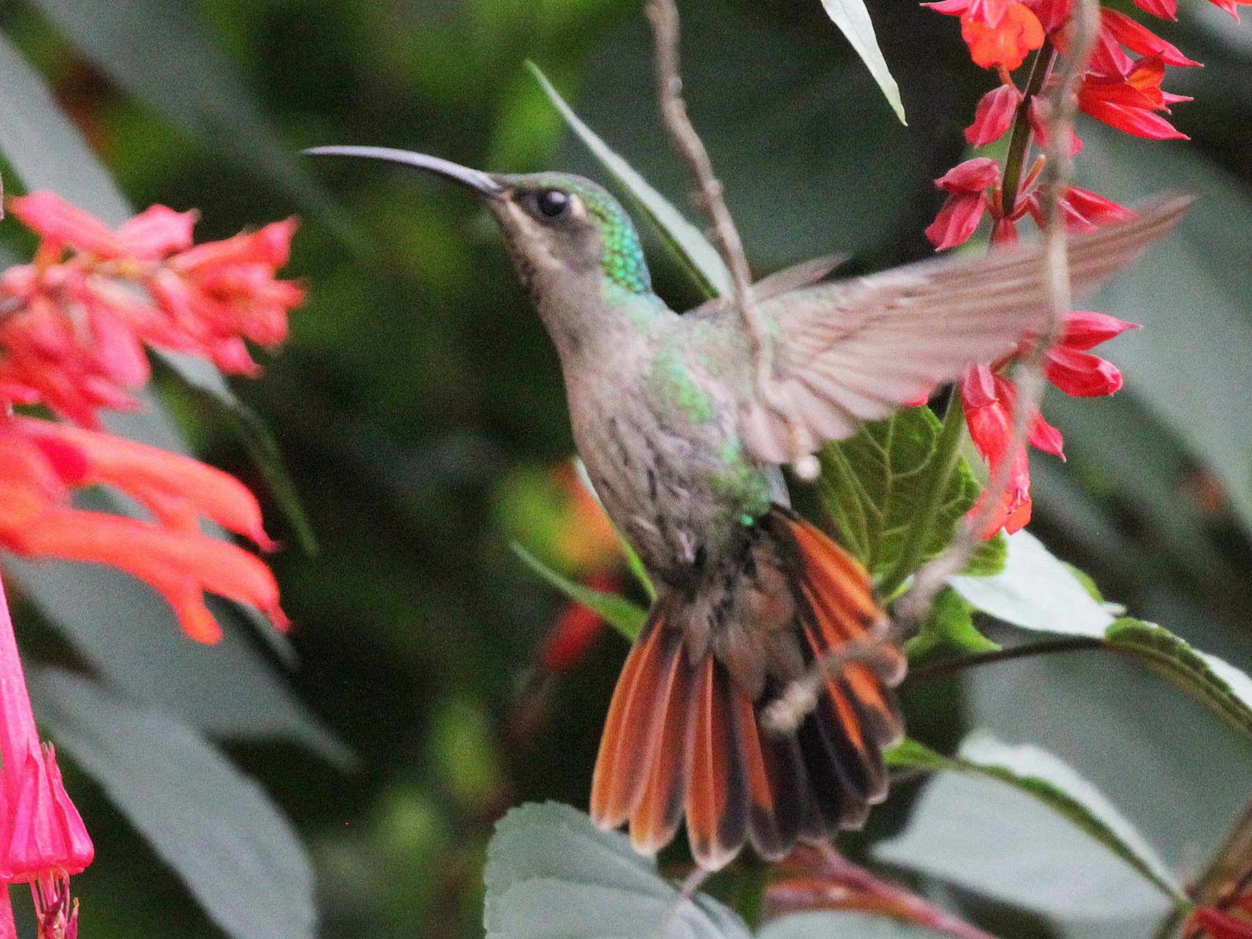 Lazuline Sabrewing - eBird
