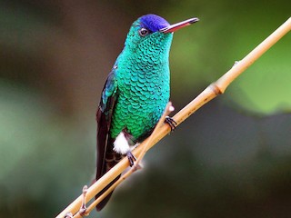 Indigo-capped Hummingbird - eBird