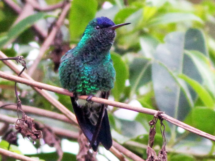 Indigo-capped Hummingbird - eBird