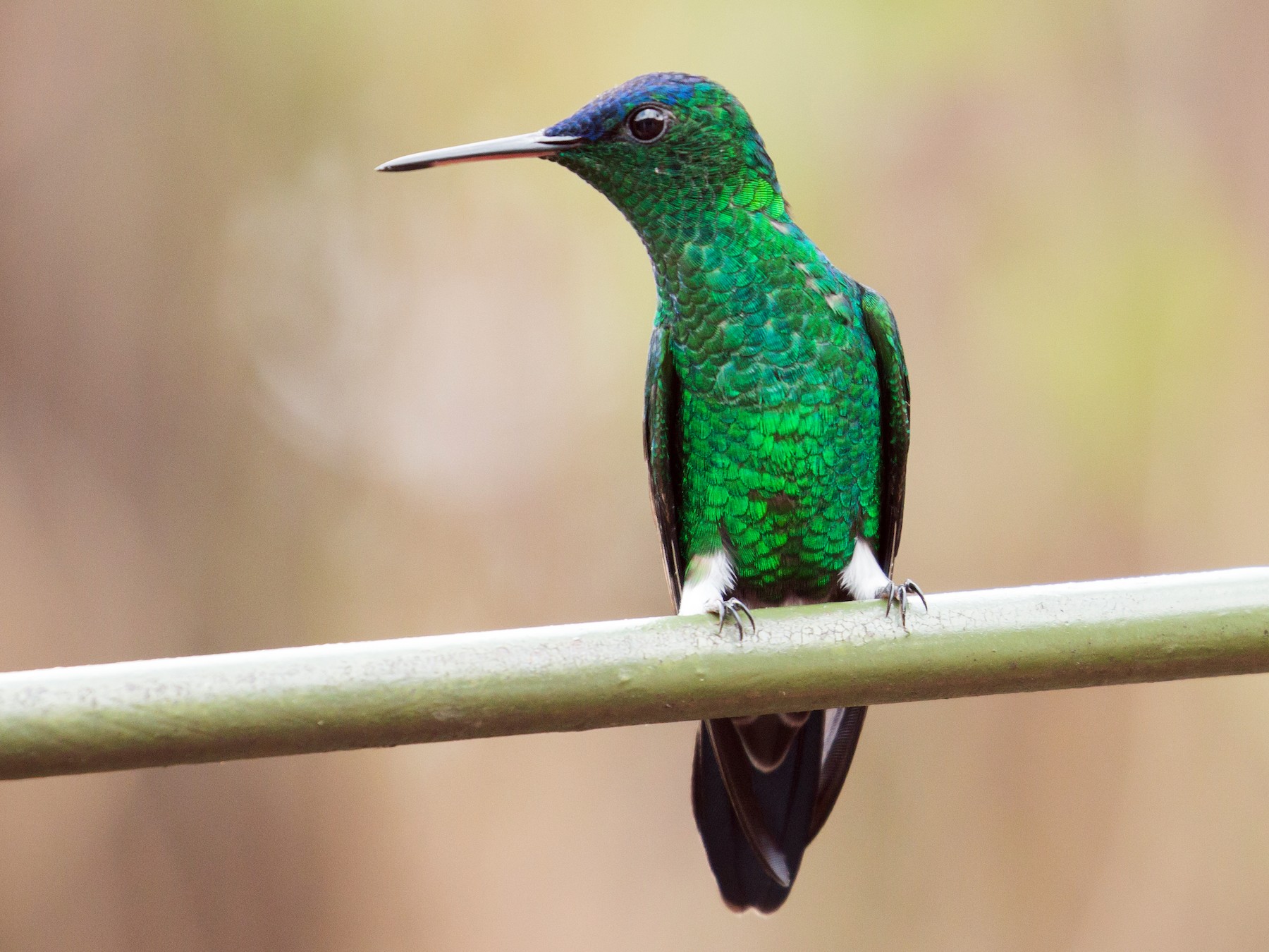 Indigo-capped Hummingbird - eBird