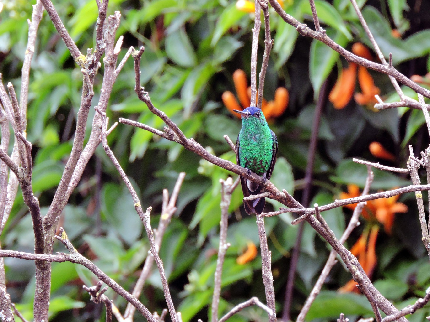 Indigo-capped Hummingbird - eBird