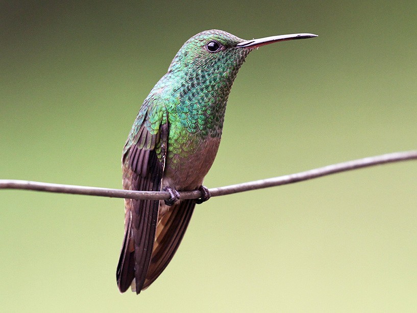 Green-bellied Hummingbird - eBird