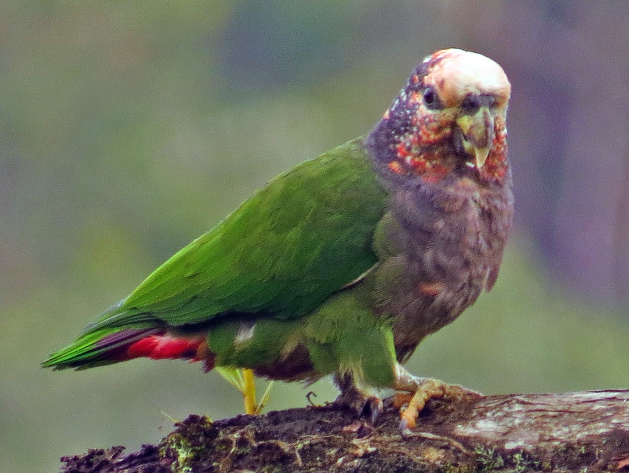 Speckle-faced Parrot - eBird