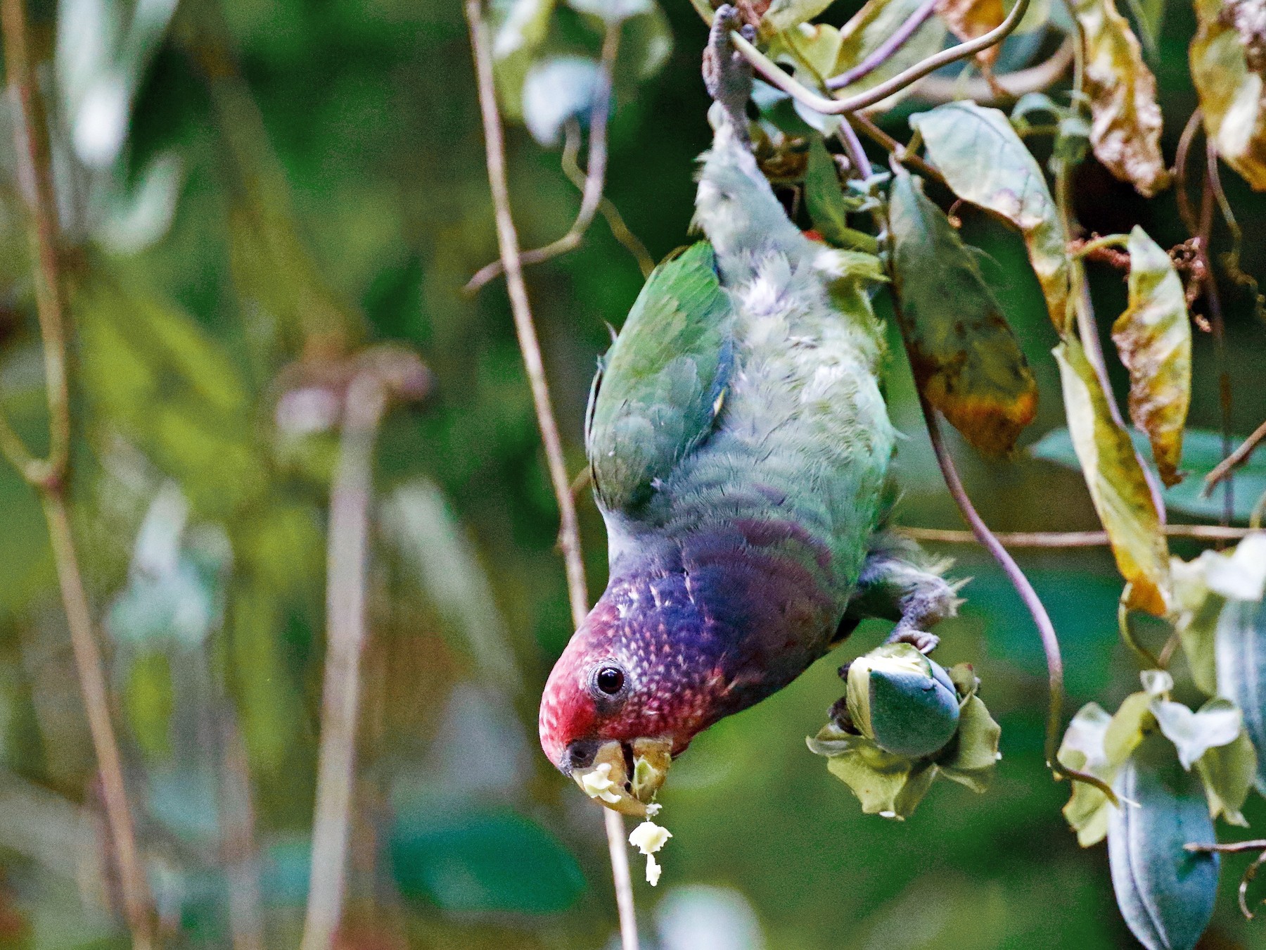 Speckle-faced Parrot - eBird