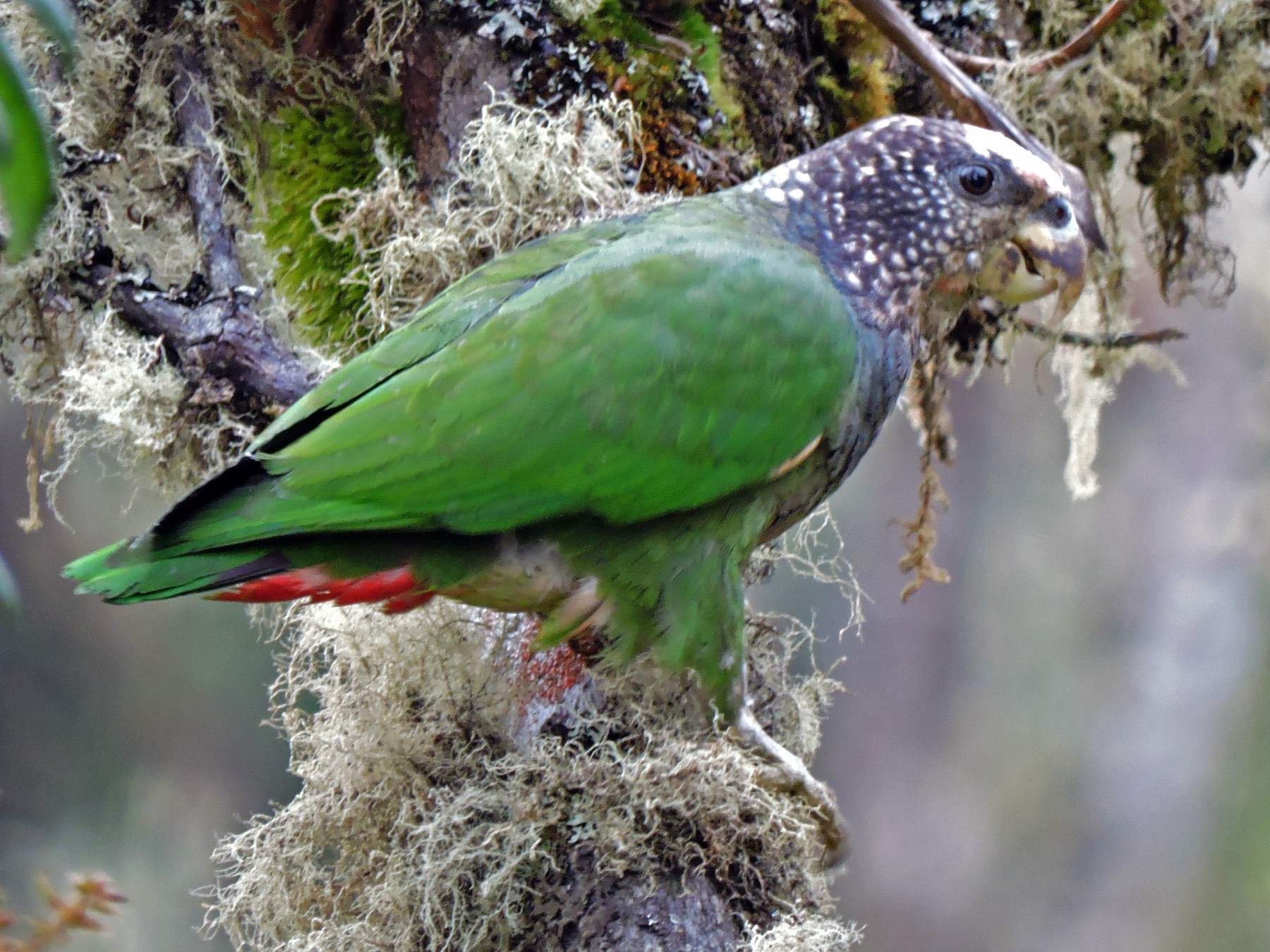 Speckle-faced Parrot - eBird