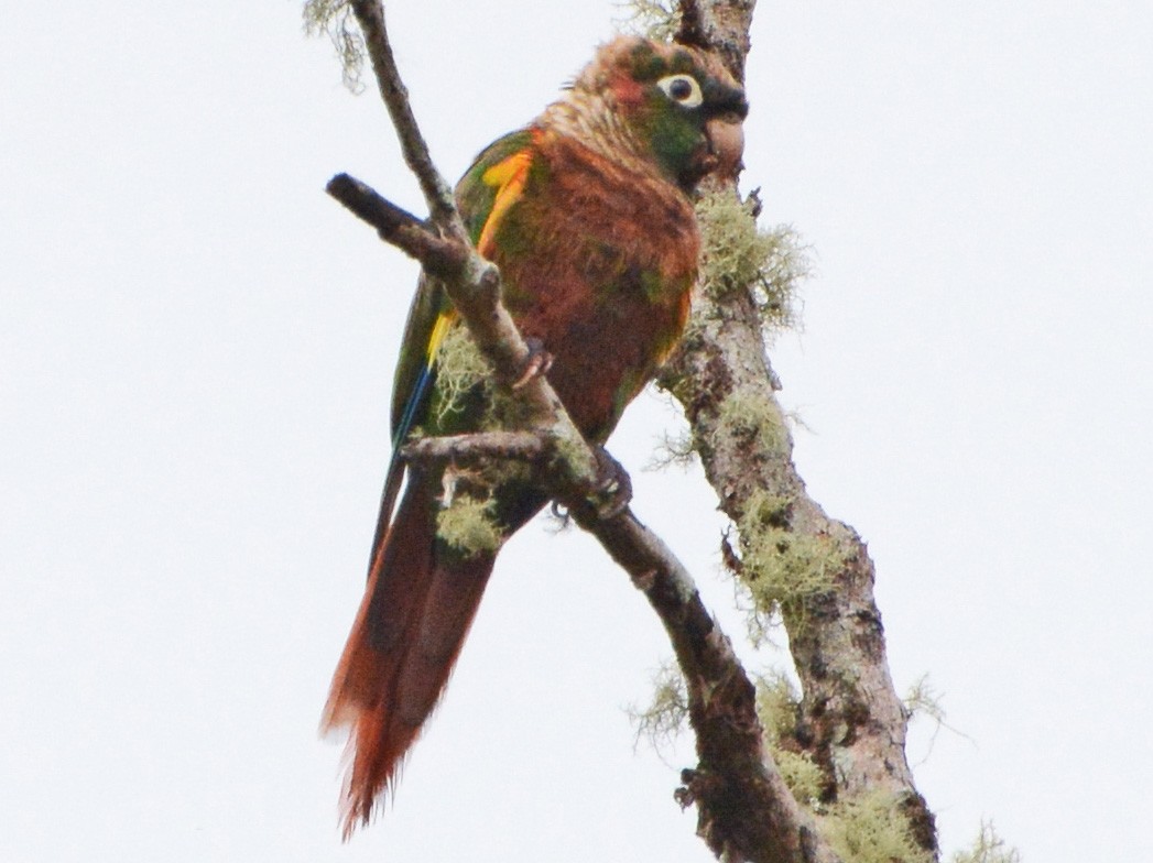 Brown-breasted Parakeet - eBird