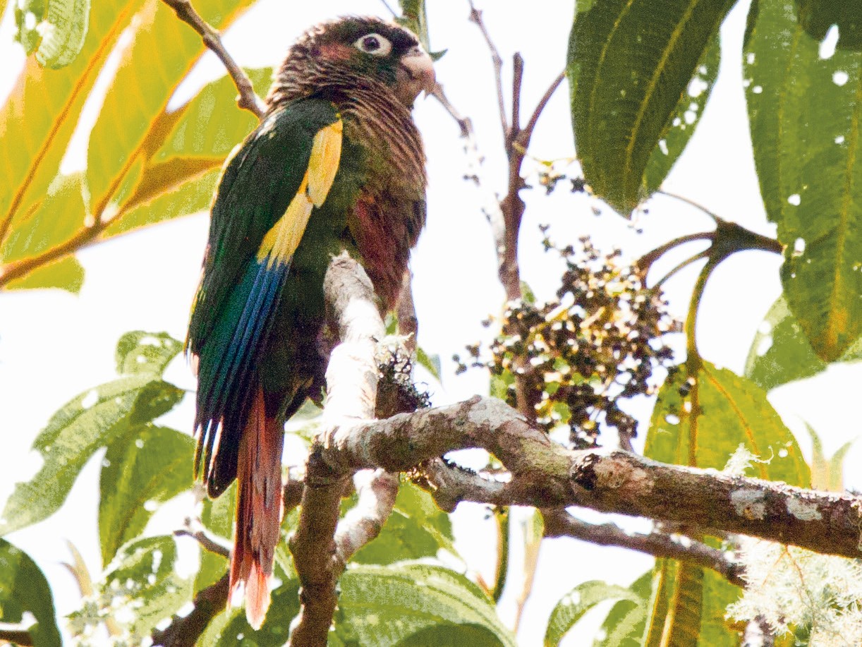 Brown-breasted Parakeet - eBird