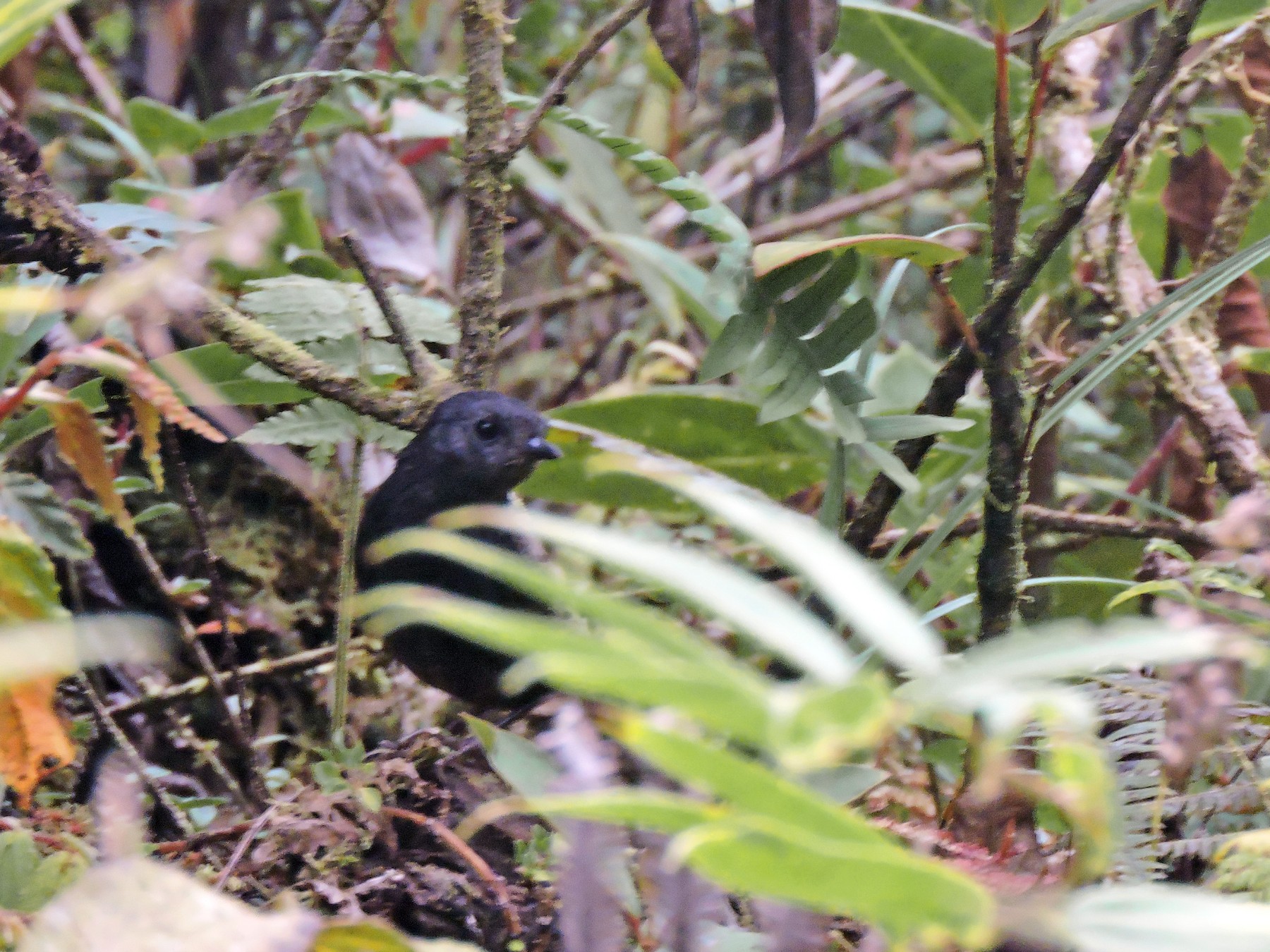 Nariño Tapaculo - eBird