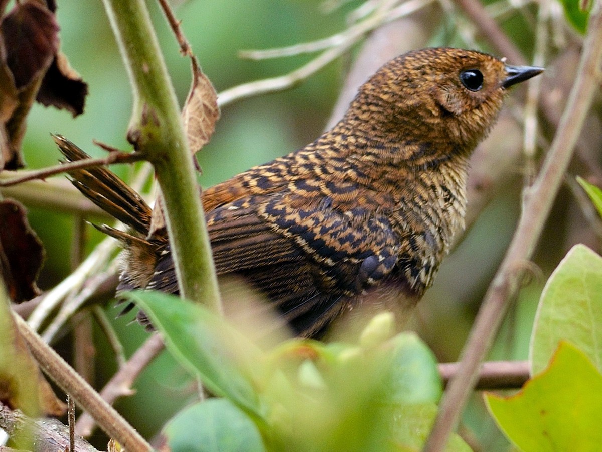 Pale-bellied Tapaculo - Scytalopus griseicollis - Birds of the World