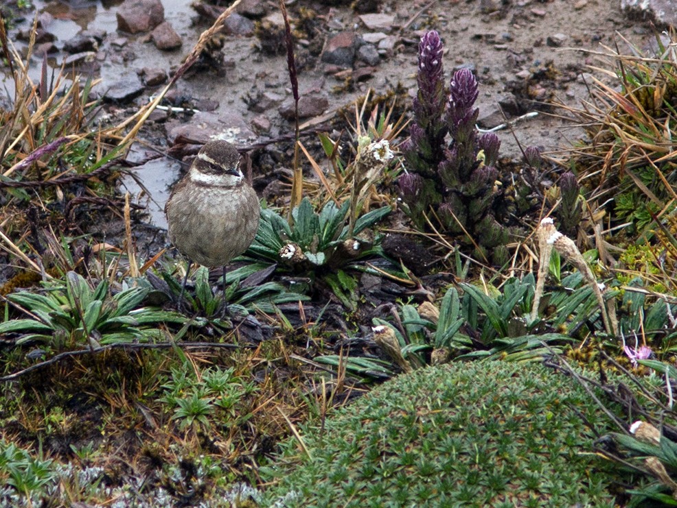 Chestnut-winged Cinclodes - eBird