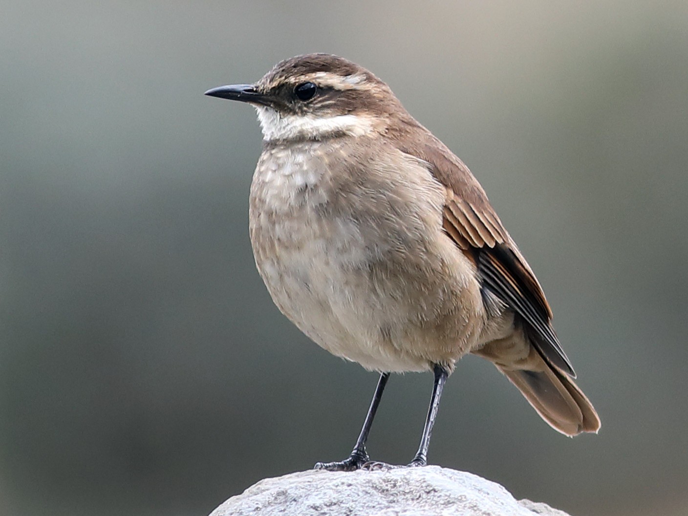 Chestnut-winged Cinclodes - eBird