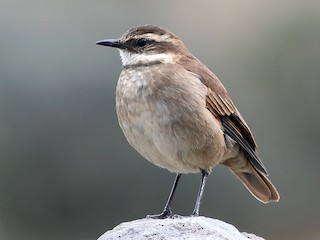 Chestnut-winged Cinclodes - eBird