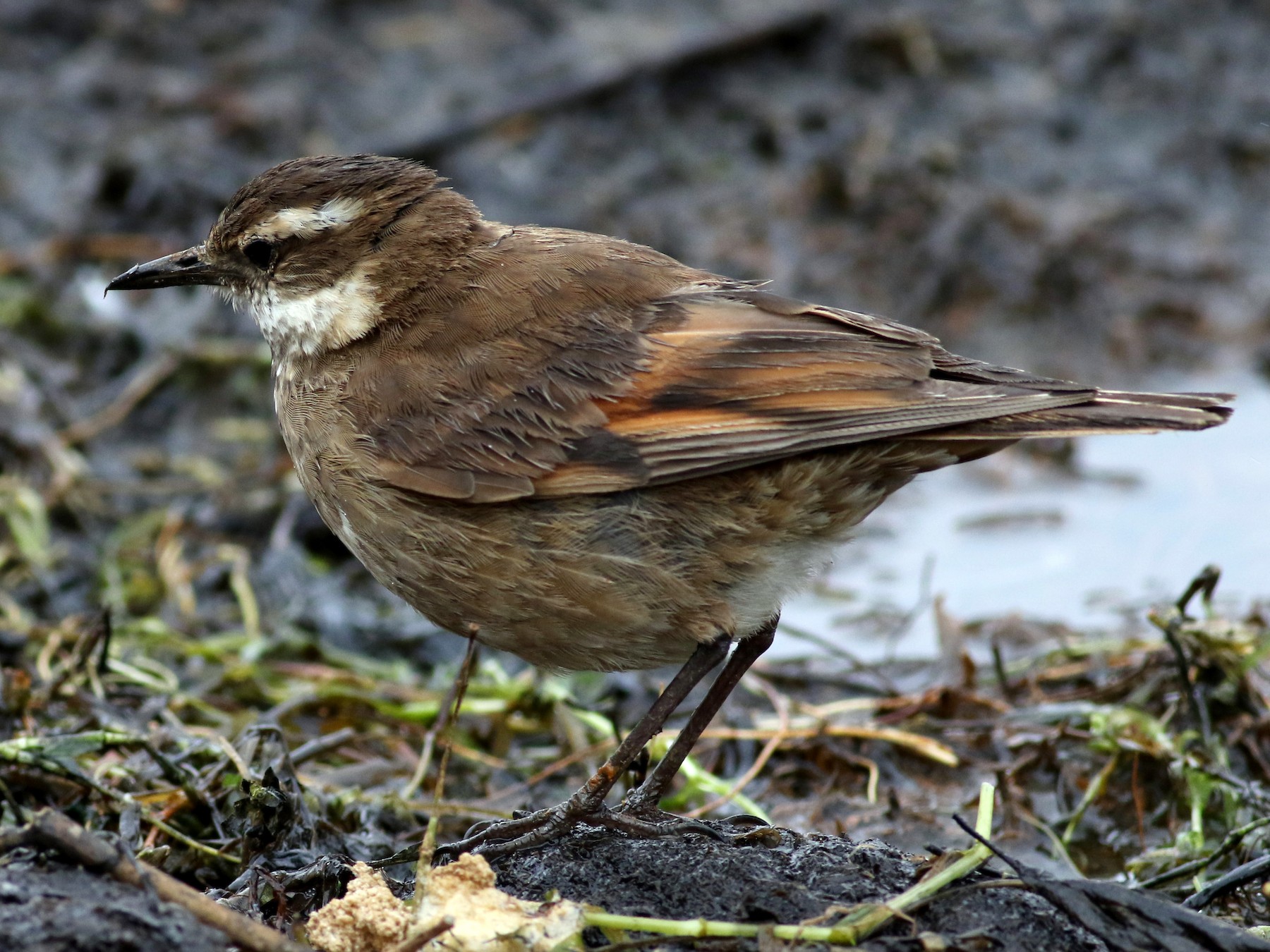 Chestnut-winged Cinclodes - eBird