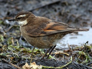 Chestnut-winged Cinclodes - eBird