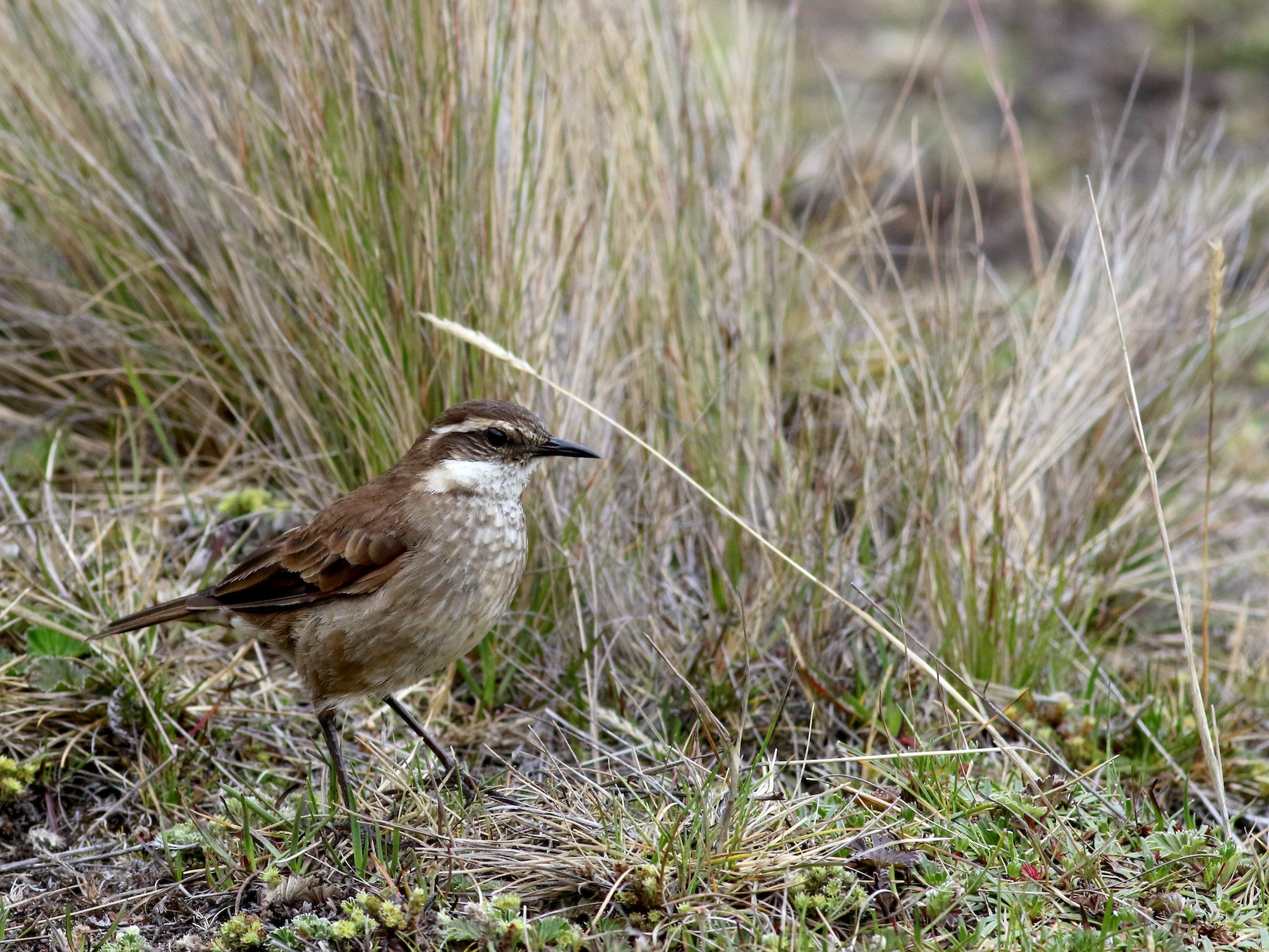 Chestnut-winged Cinclodes - eBird
