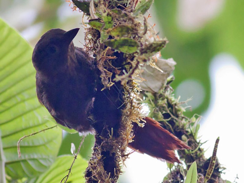 Uniform Treehunter - eBird
