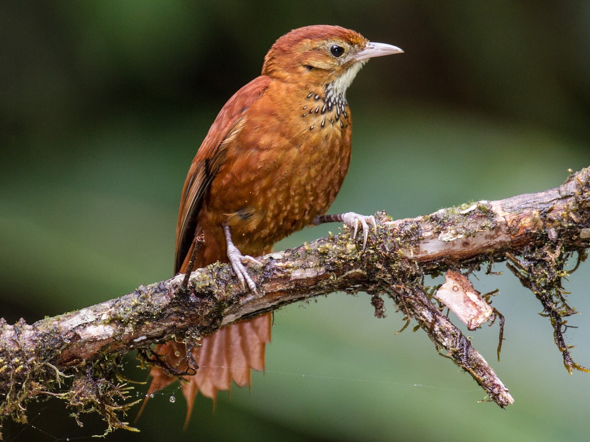 Fulvous-dotted Treerunner - Margarornis stellatus - Birds of the World