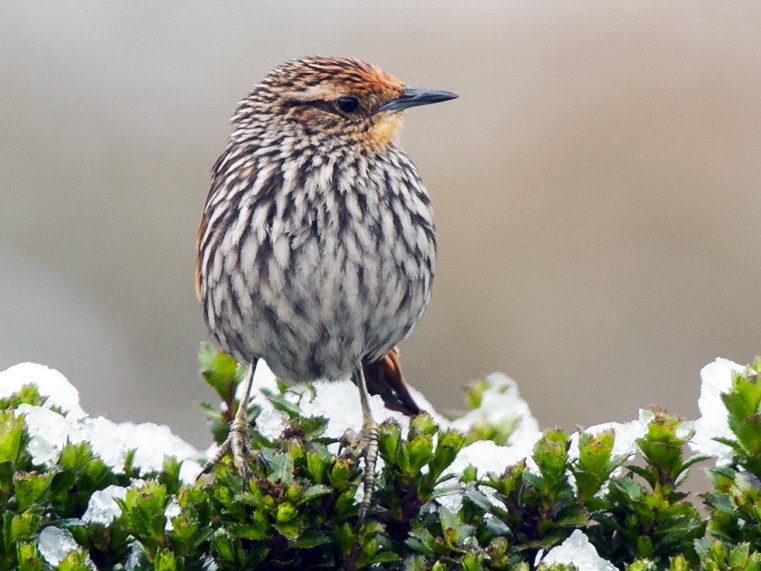 Many-striped Canastero - eBird
