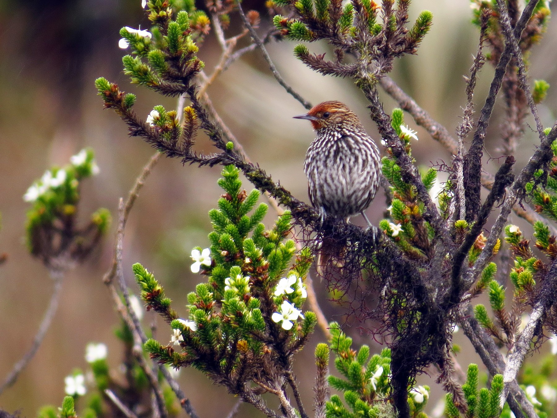 Many-striped Canastero - eBird