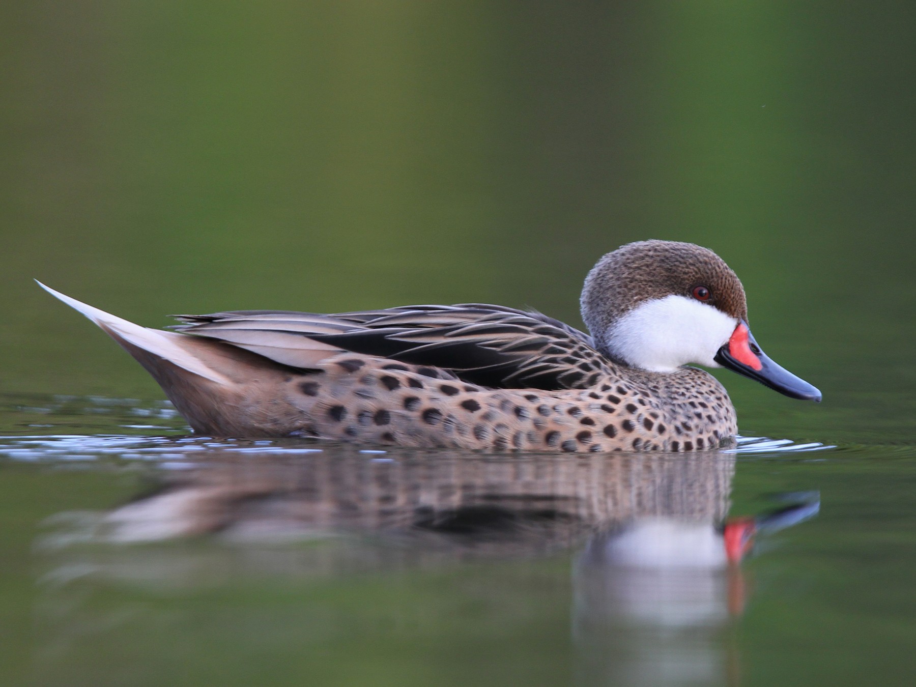 White-cheeked Pintail - eBird