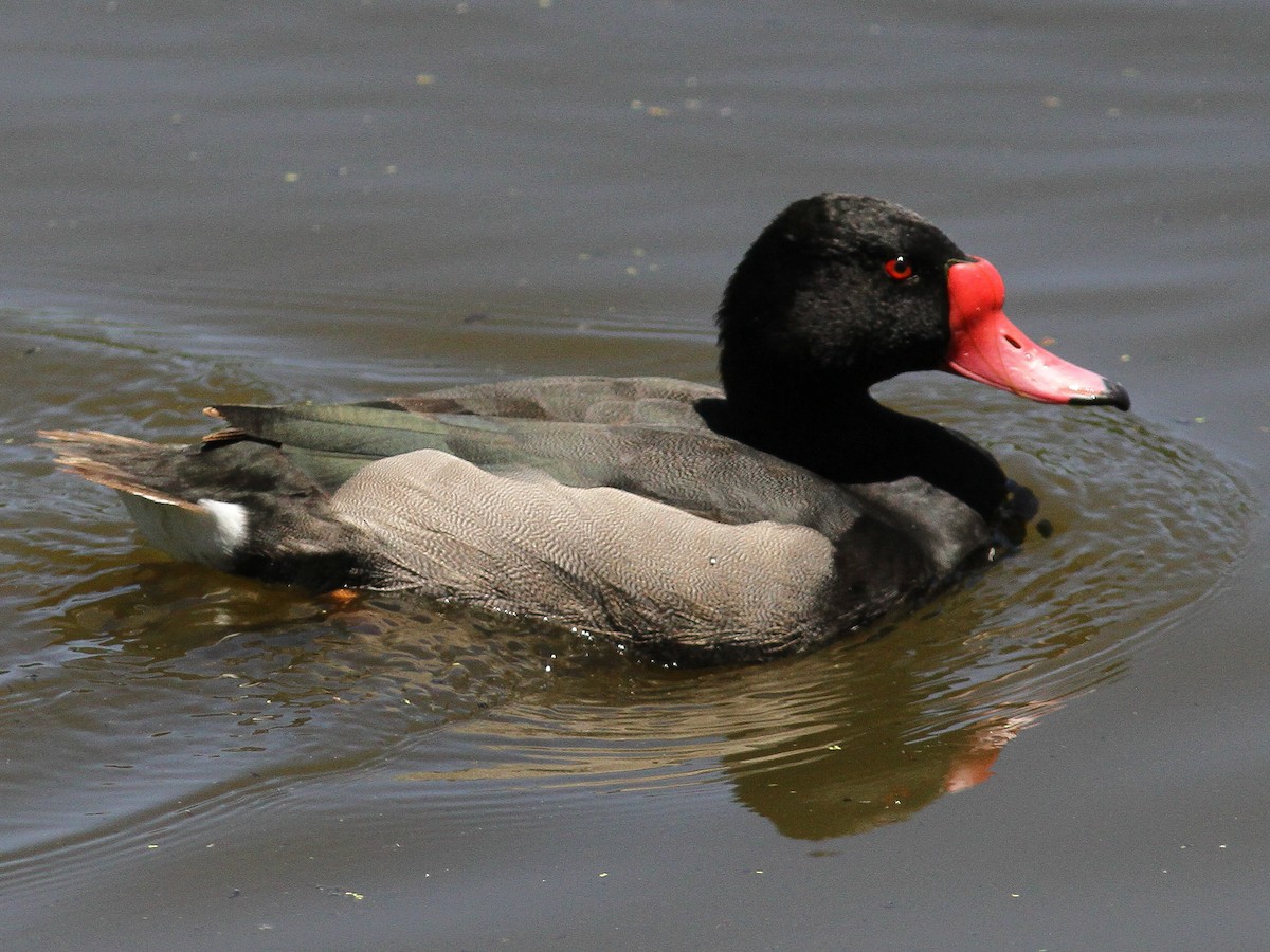 Rosy-billed Pochard - Netta peposaca - Birds of the World