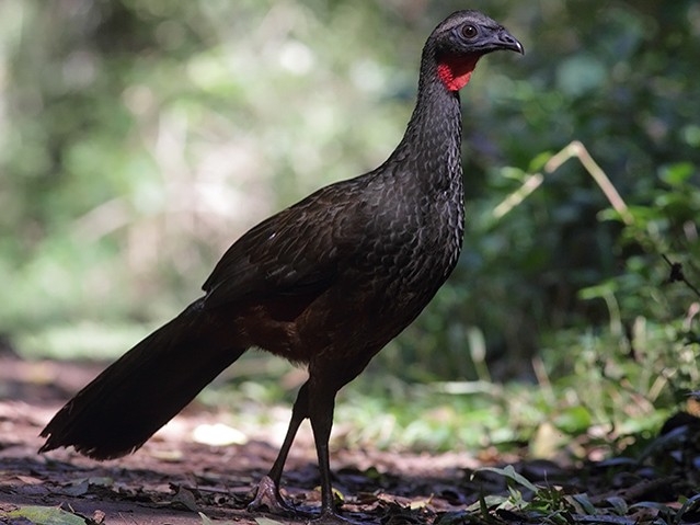 Rusty-margined Guan - Penelope superciliaris - Birds of the World