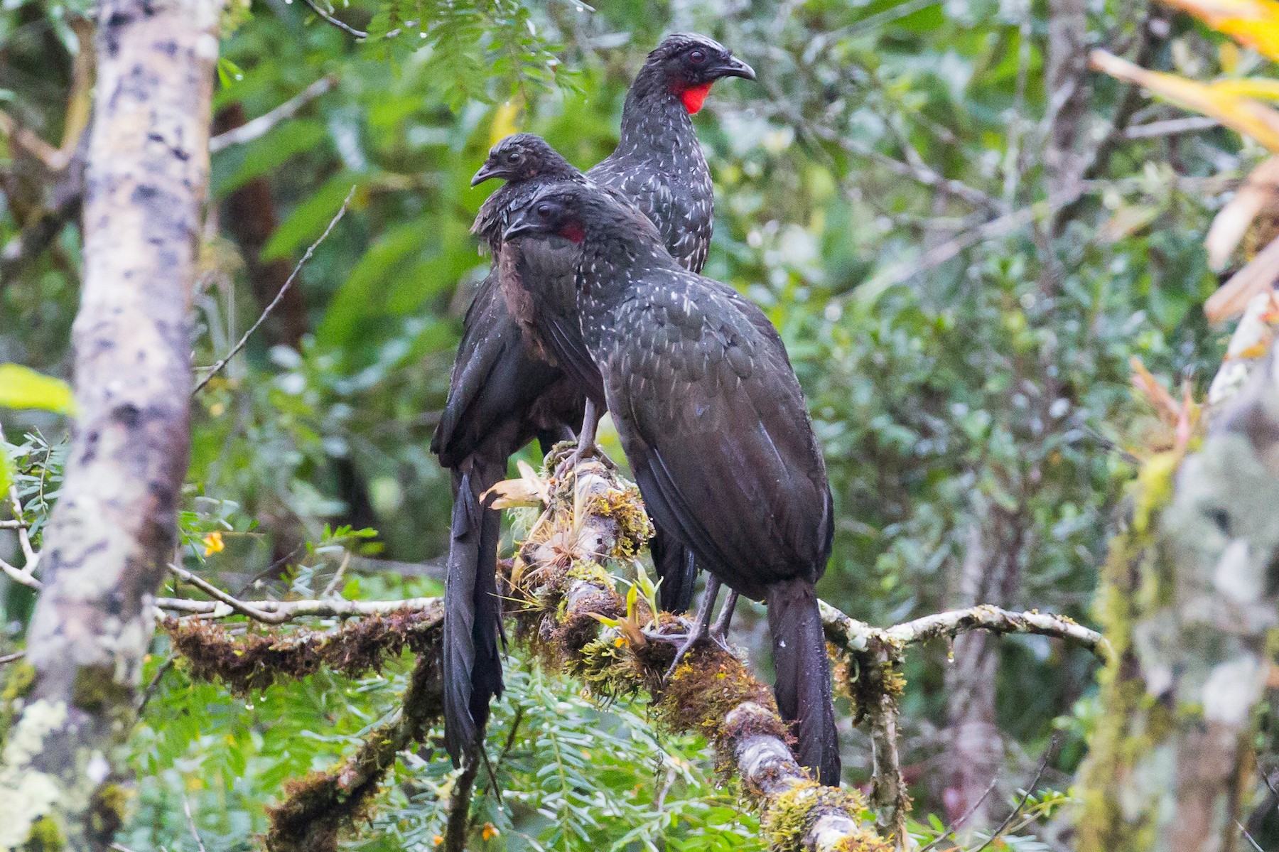 Pava Oscura - eBird