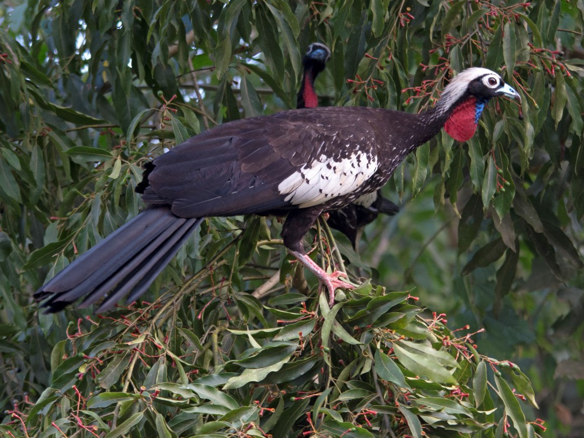 Black-fronted Piping-Guan - Pipile jacutinga - Birds of the World