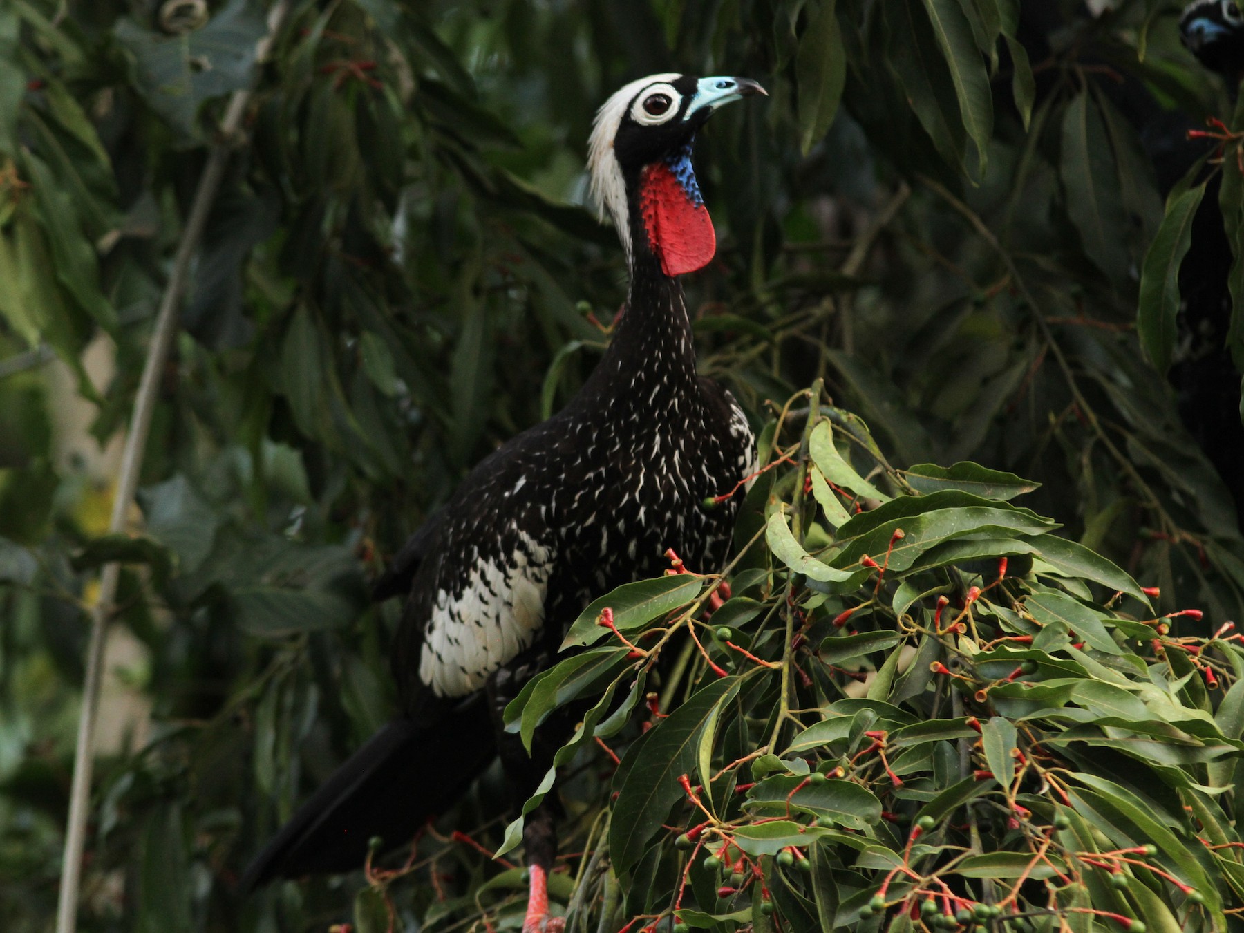 Black-fronted Piping-Guan - eBird