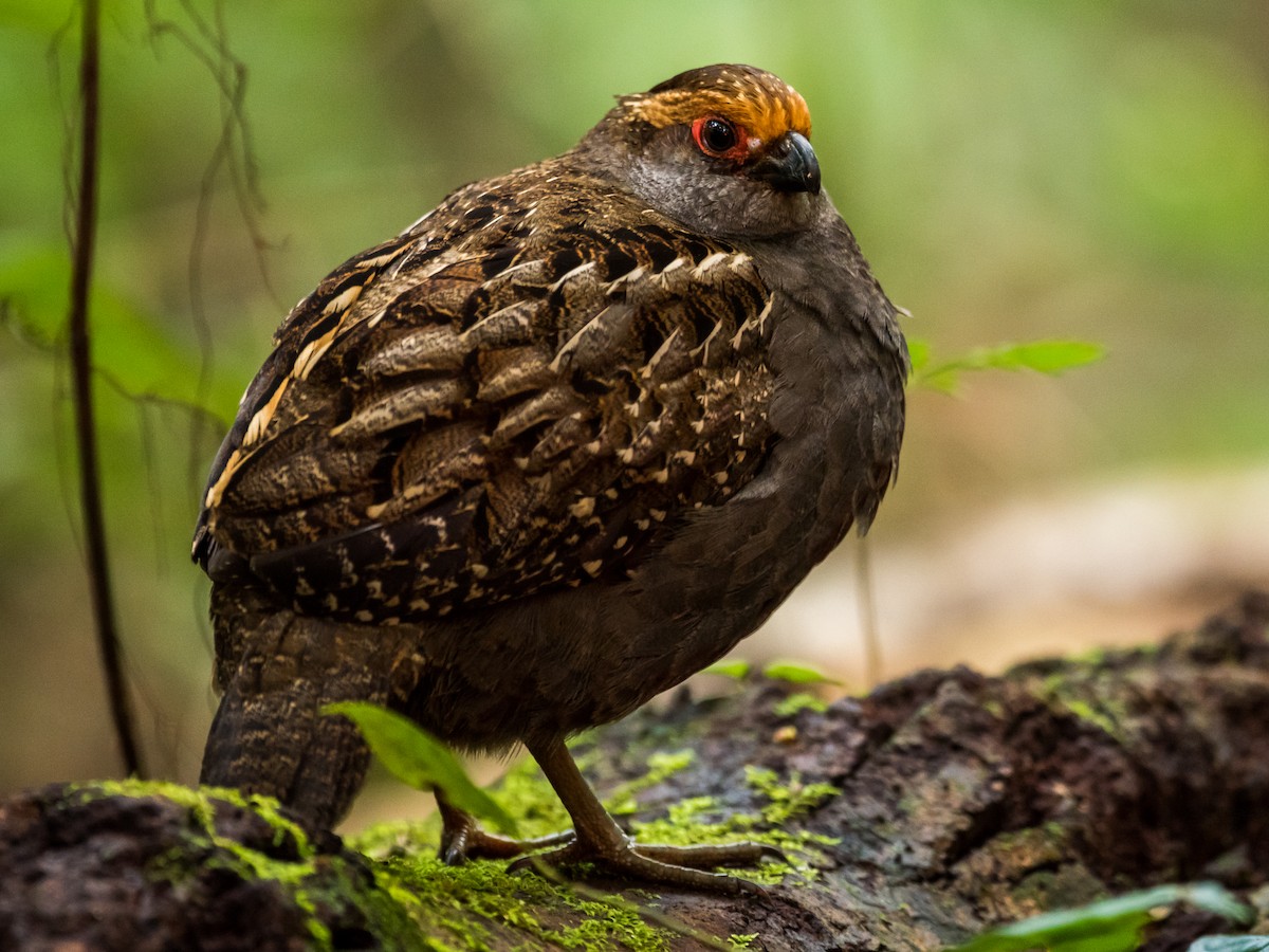 Spot-winged Wood-Quail - Odontophorus capueira - Birds of the World