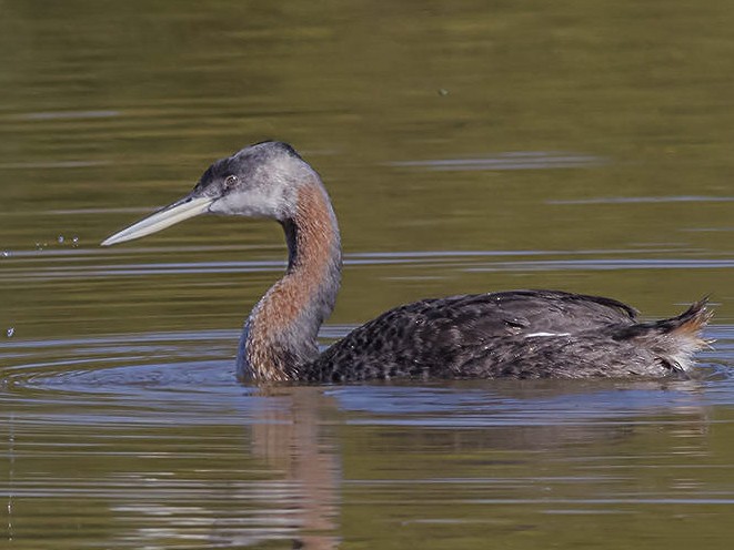 Great Grebe - eBird