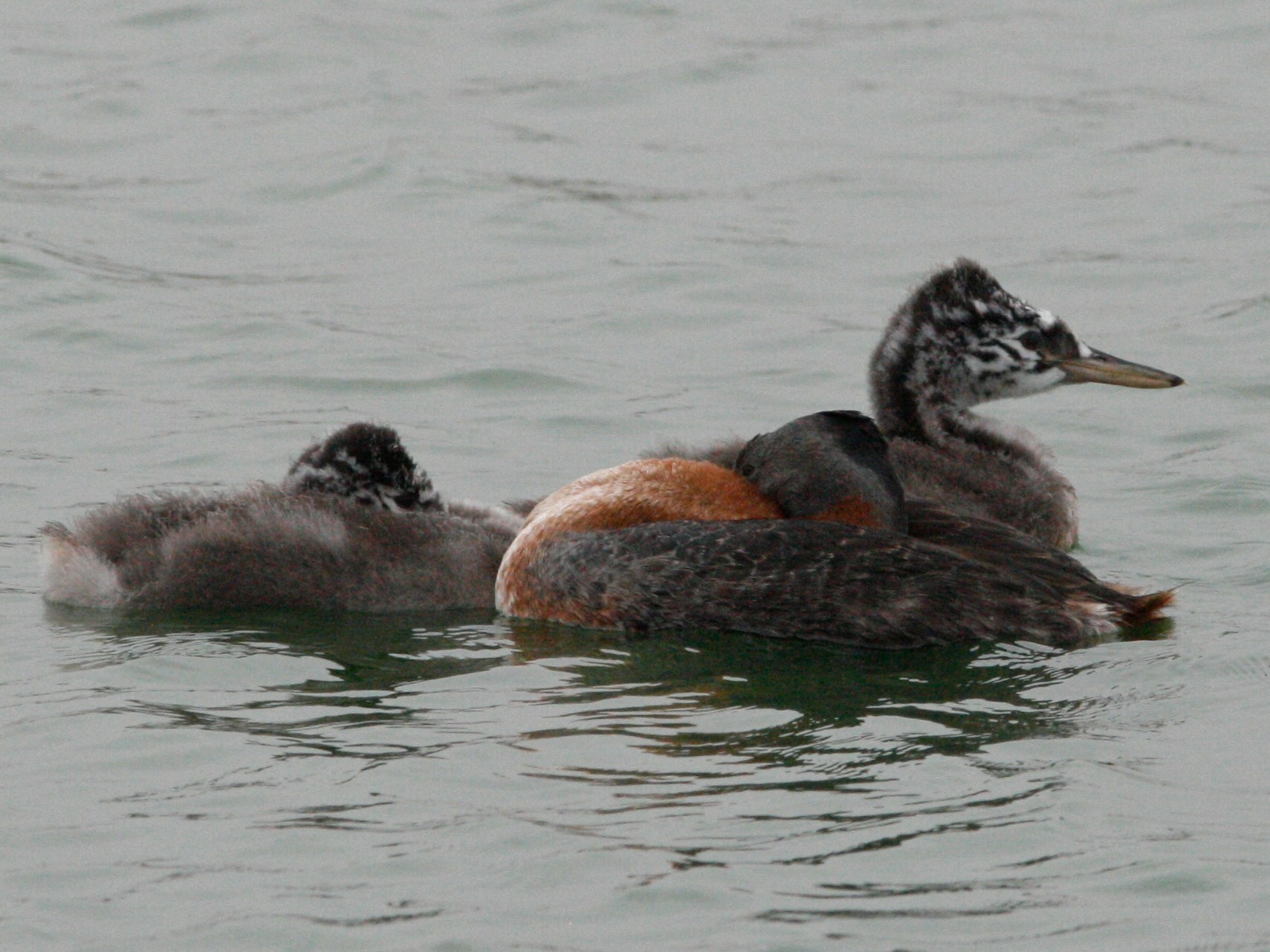 Somormujo macachón - eBird