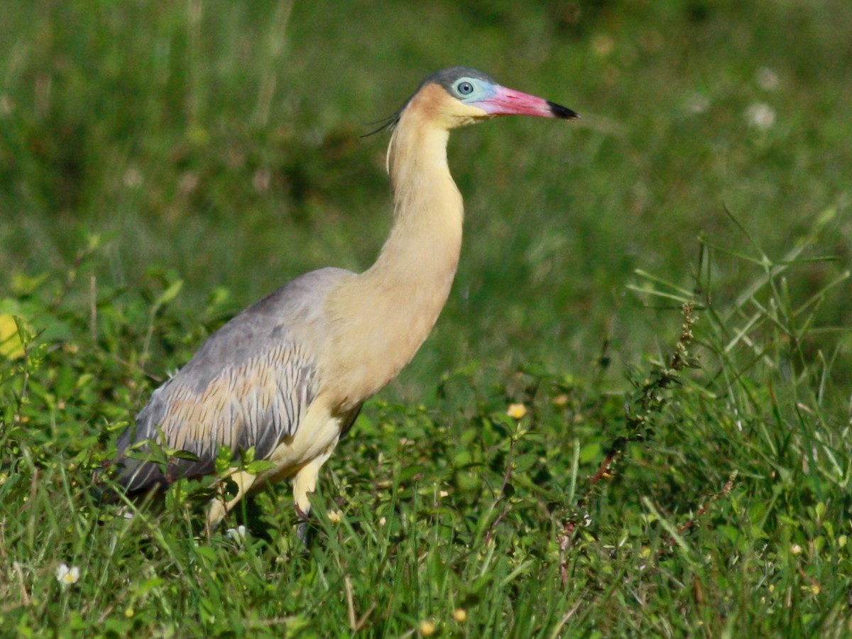 Whistling Heron - Syrigma sibilatrix - Birds of the World