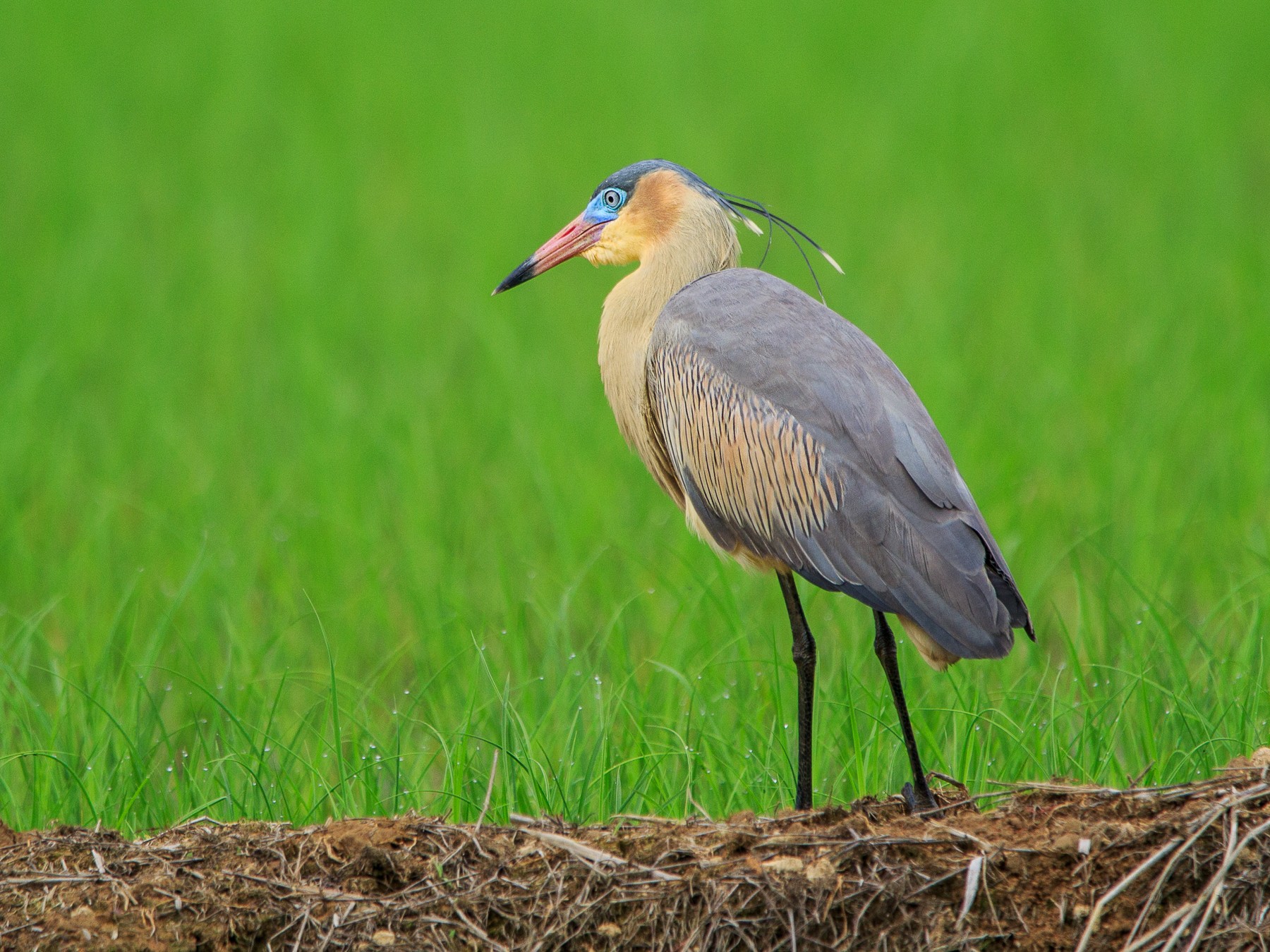 Garza Silbadora - eBird