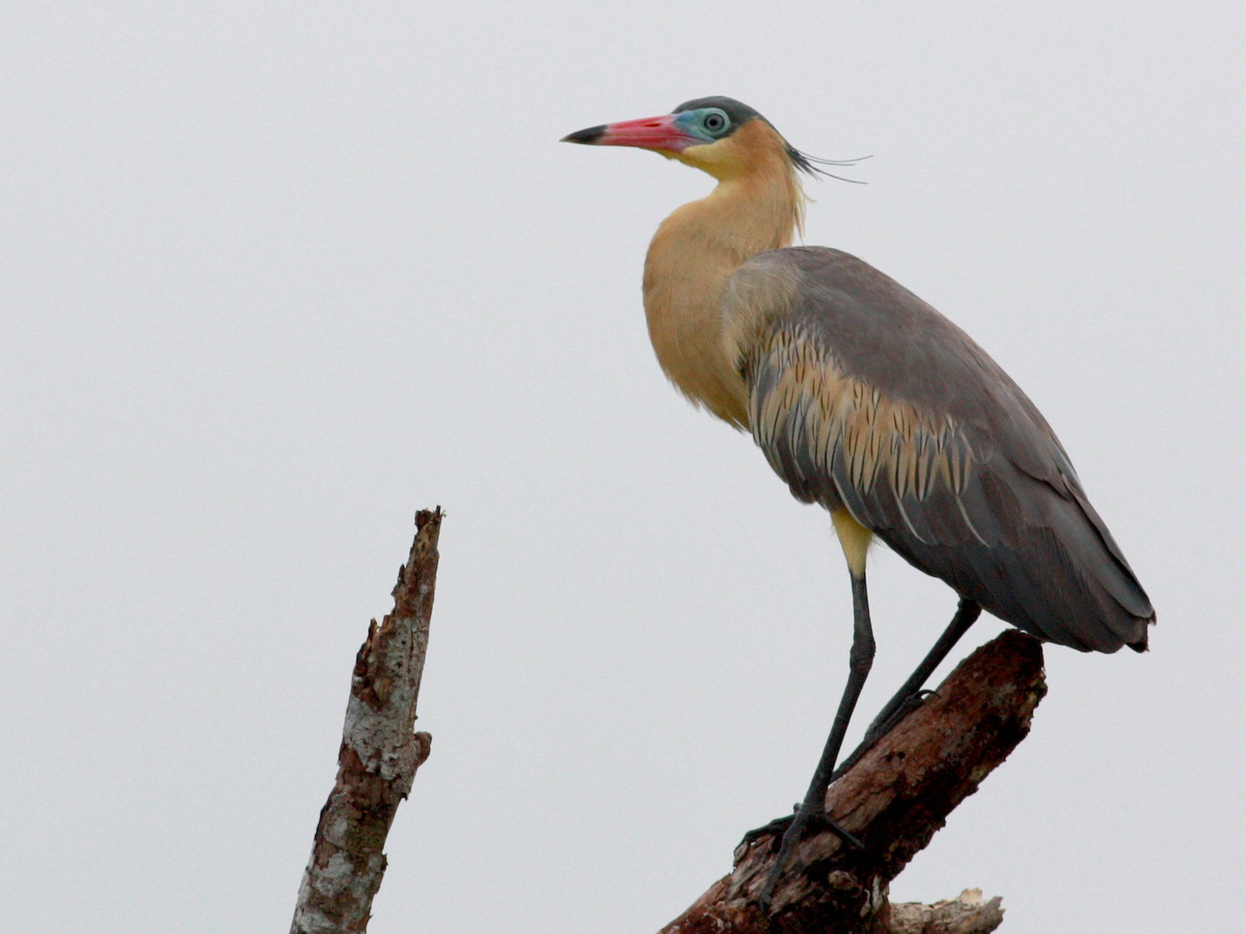 Garza chiflona - eBird