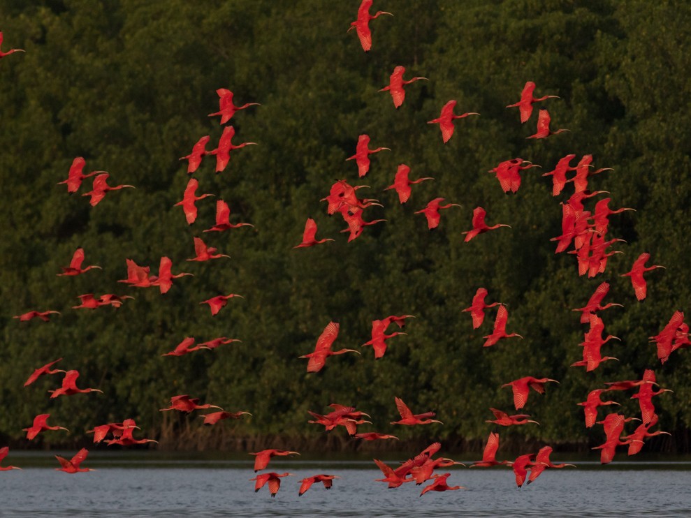 Scarlet Ibis - eBird