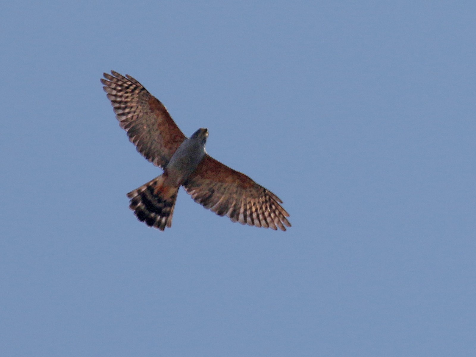 Rufous-thighed Kite - eBird