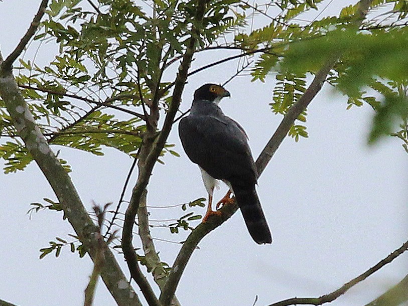 Gray-bellied Hawk - eBird