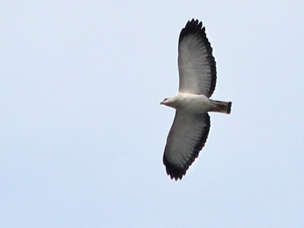 White-necked Hawk - eBird