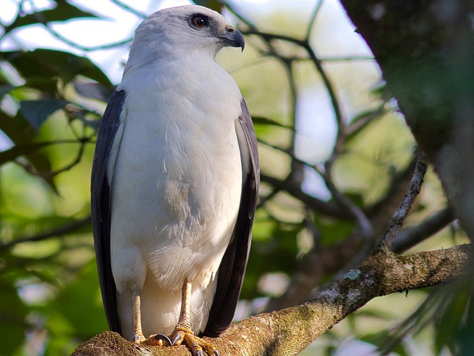 White-necked Hawk - eBird