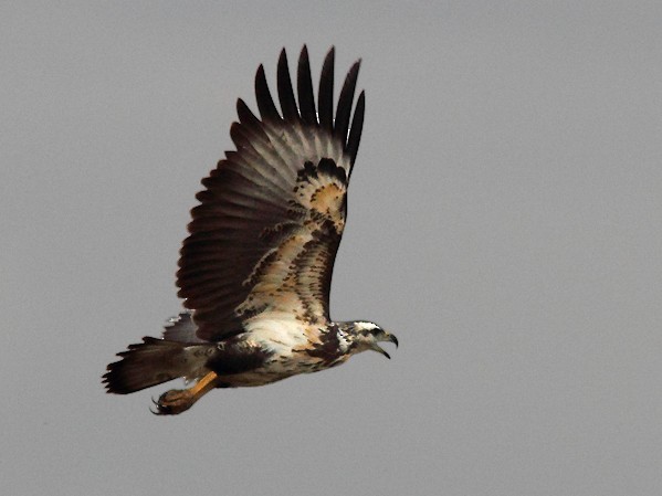 Photos - Chaco Eagle - Buteogallus coronatus - Birds of the World